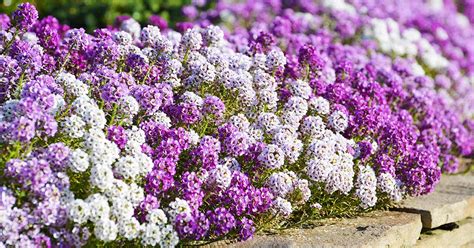 How To Grow Sweet Alyssum Lobularia Maritima Gardeners Path