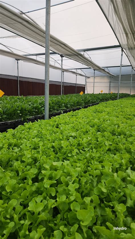 Nutriflo Hydroponic Systems The Seahawk Clone Station 24 Piece