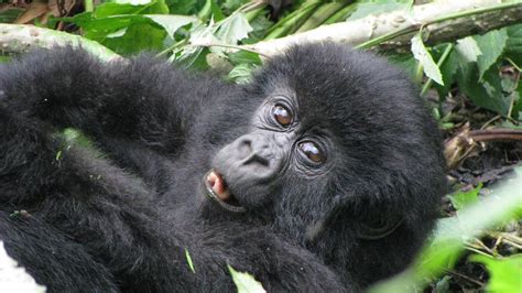 1 Day Gorilla Trekking From Kisoro Short Gorilla Tour