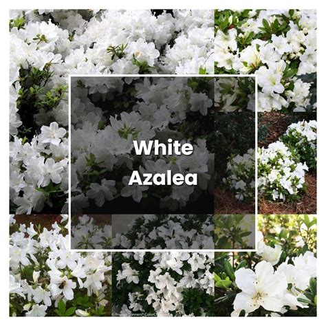 How To Grow White Azalea Plant Care And Tips Norwichgardener