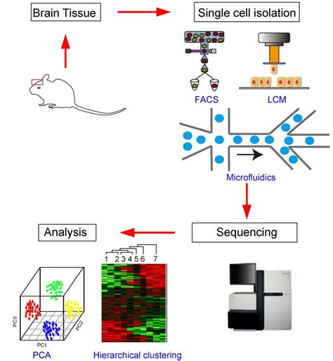 Droplet Based Single Cell Sequencing Service Mtoz Biolabs