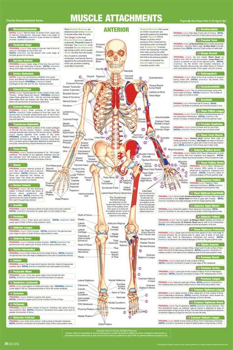 Laminated Muscle Attachment Anatomy Chart Human Body Anterior Skeleton
