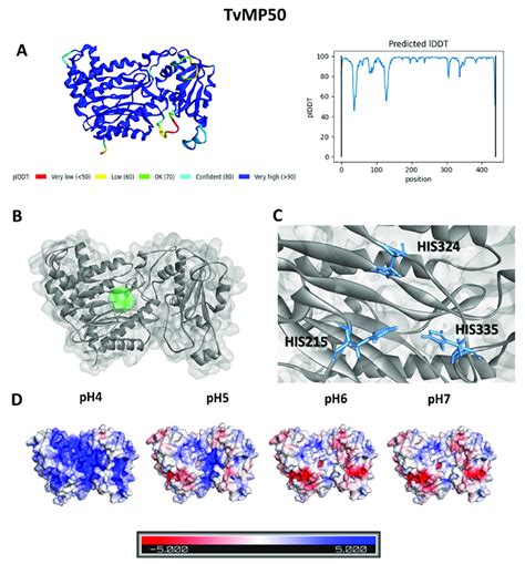Three Dimensional Model For Tvmp50 Of Trichomonas Vaginalis A Piddt Download Scientific