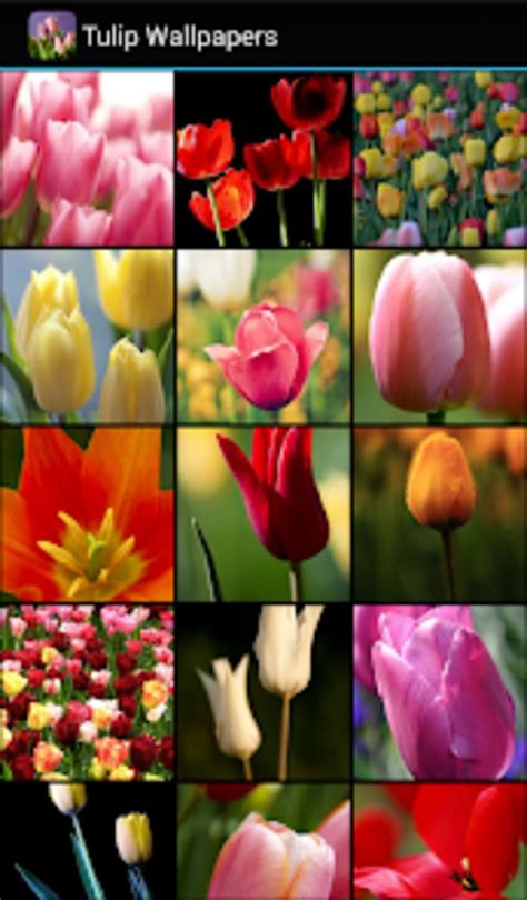 Tulip Wallpapers Para Android Download