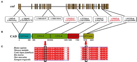 A C CAD Is Evolutionally Conserved Among Different Species Download Scientific Diagram