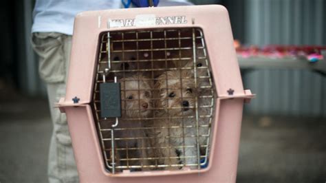 Why Do So Many Dogs End Up In Shelters