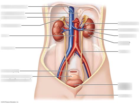 The Urinary System Lab Quiz 2 Diagram Quizlet