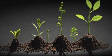 Premium Photo Development Of Seedling Growth Planting Seedlings Young