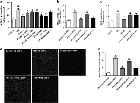Assessment Of Oxidative Stress In Myocardium And H9c2 Cells In Vitro
