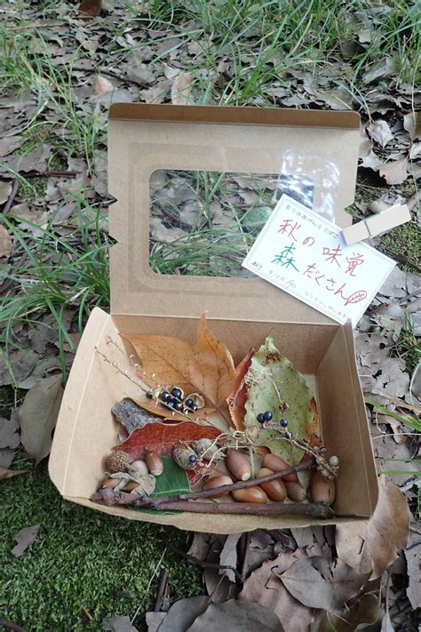 秋の森の自然の宝もの Taiyo Blog みんなが太陽