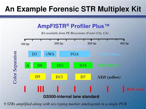 PPT The Prospect For More Than 13 Commonly Used STR Tetranucleodide Loci In Forensic Settings