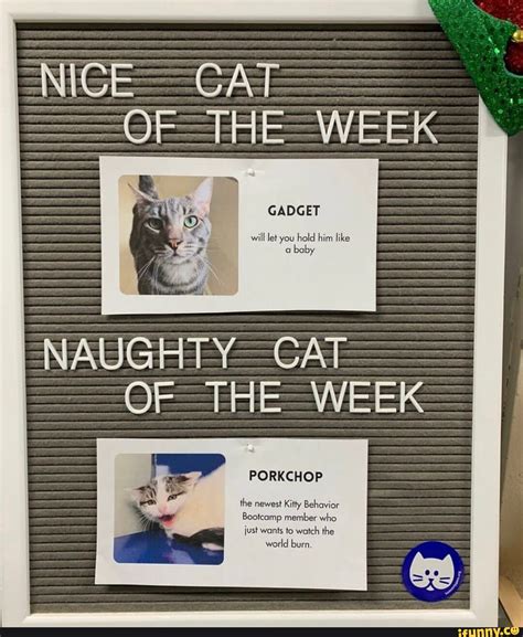 Nice Cat The Week Gadget Naughty Cat Of The Week Porkchop The Newest