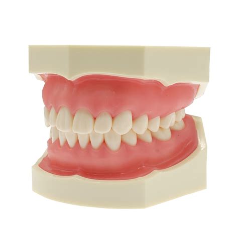 Typodont Teeth Jojenmodel Dental Model Teeth Dental Simulation