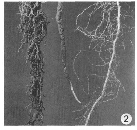 Figure 2 From How Do Real Roots Work Some New Views Of Root Structure Semantic Scholar