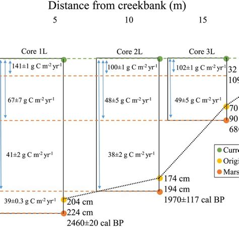 Marsh Sediment Carbon Cross Section From Short Cores Taken Along The