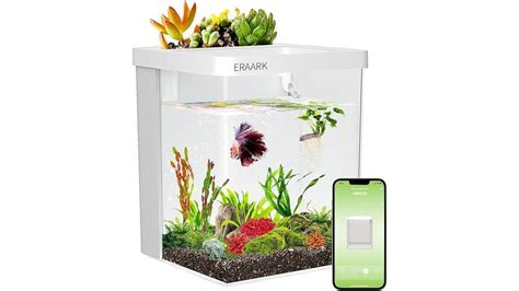 7 Best Aquaponic Betta Fish Tanks For A Beautiful And Sustainable Home