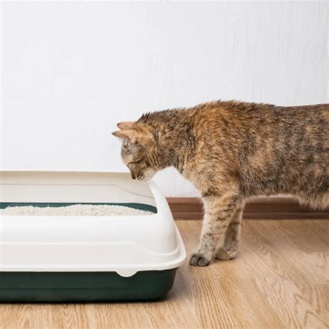 Help Your Constipated Cat Ultimate Guide To Feline Constipation Goldsupplier