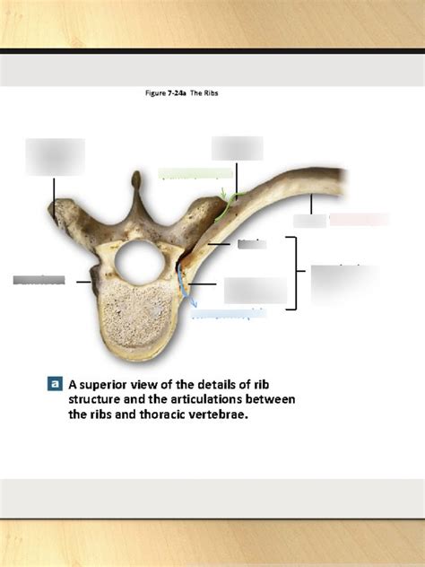 Rib Joints Diagram Diagram Quizlet