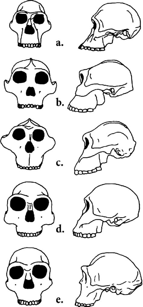 Schematic Crania Of Some Of The Hominin Fossil Forms Contemporaneous