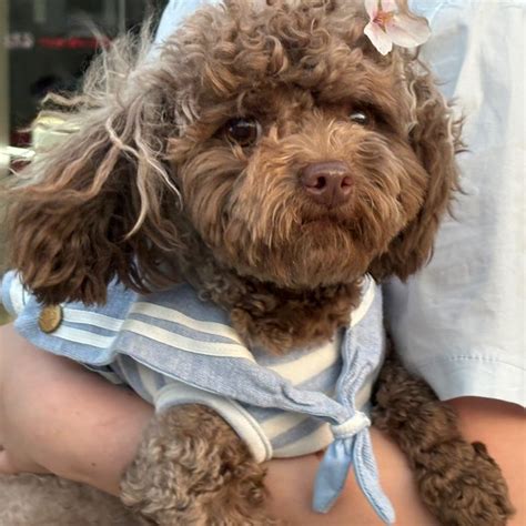 푸들 콜라 요크셔테리어무료입양사이트 웰시코기무료입양사이트 이탈리아그레이하운드무료입양사이트 치와와무료입양사이트 코카스파니엘무료입양사이트 폼스키무료입양사이트 폼치무료입양사이트