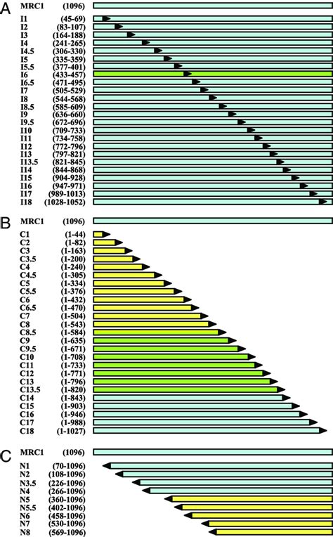 Identification Of Key Internal C Terminal And N Terminal Regions For Download Scientific