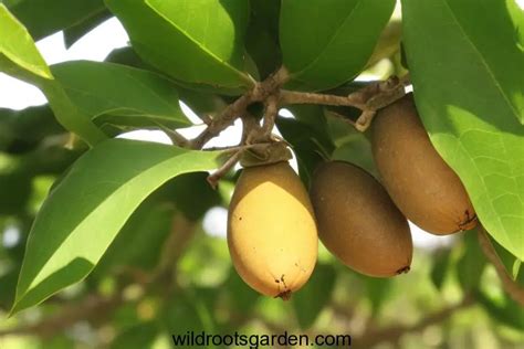 A Comprehensive Guide To Identifying Acorn