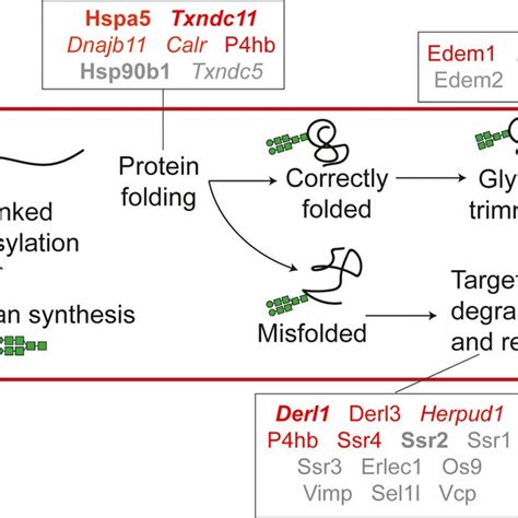 Protein Homeostasis Within The Endoplasmic Reticulum Overview Of The