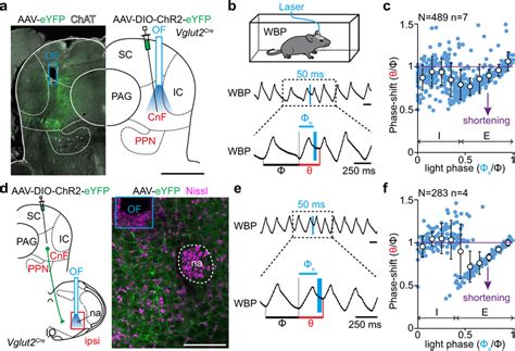 Photoactivation Of Glutamatergic Cnf Neurons Impacts Respiratory Rhythm