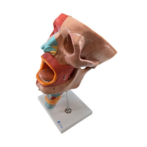 Sistema Muscular MogiGlass Anatomia e Simulação