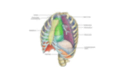 SOLUTION The Thoracic Cavity And Mediastinum Studypool