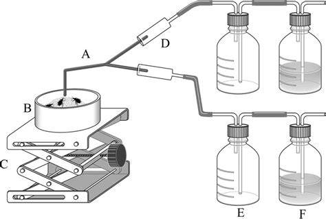 A Schematic Diagram Of The Y Track Olfactometer A Y Track B Weevil