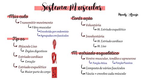 Mapa Mental Sobre Sistema Muscular Maps4study