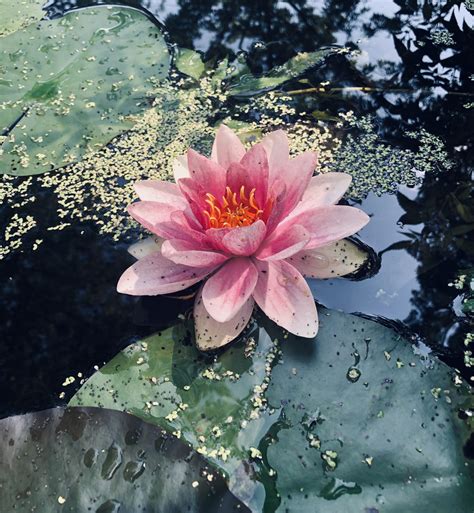 Water Lily Nymphaeaceae R Botanicalporn