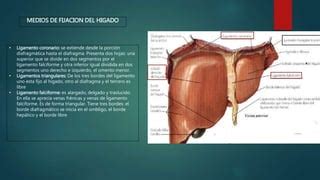 Anatomia Del Higado Ppt