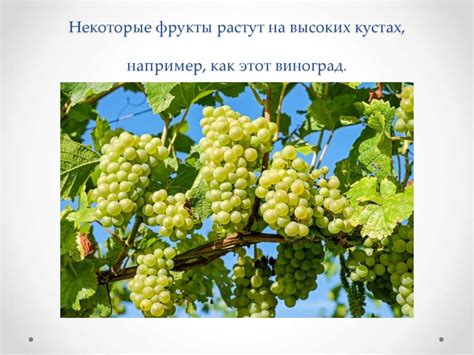 Фрукты и овощи презентация онлайн