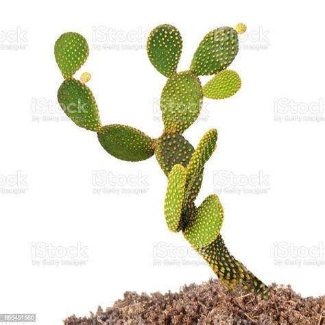 Opuntia 캐터스 흰색 바탕에 흰색 배경 0명에 대한 스톡 사진 및 기타 이미지 0명 과일 나무 Istock