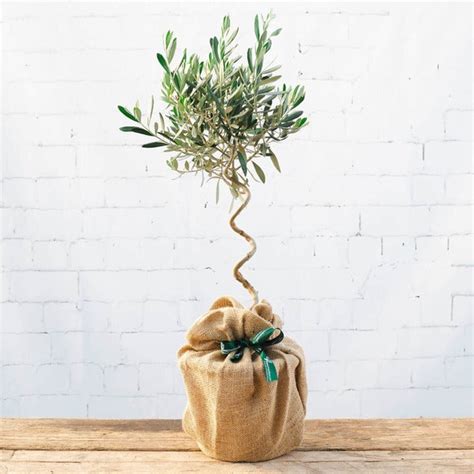 How To Treat Bay Tree Pests Mytree Information Hub