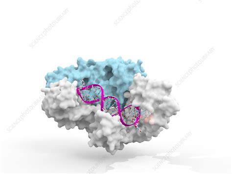 Hiv 1 Reverse Transcriptase And Drug Delivery Illustration Stock Image C0459930 Science