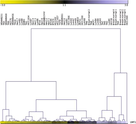 analysis of lmf1 mrna expression in breast cancer cell lines primary