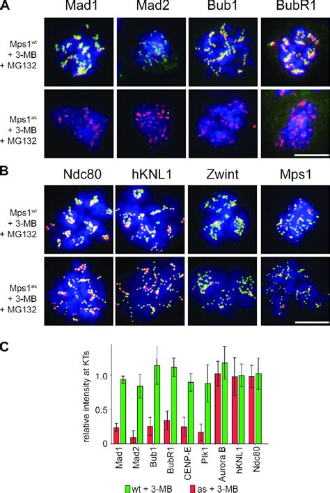 Mps1 Kinase Activity Is Continuously Required To Maintain Bub1 And All