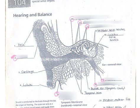 Hearing And Balance 3 Diagram Quizlet