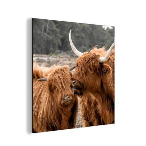 Muchowow Metallbild Schottischer Highlander Kuh Tiere 1 St Alu