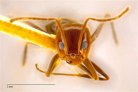 Ant BugGuide Net
