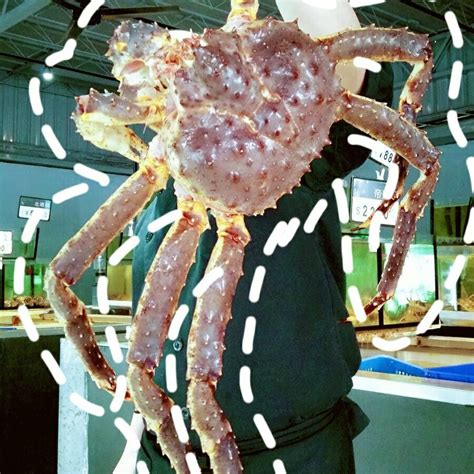 活體帝王蟹鱈場蟹 228報價338100g 不定重，以3kg先收費 活體價格浮動 Yahoo奇摩拍賣