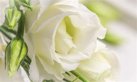 부드러운 초점 추상적 인 꽃 배경 꽃 봉오리와 흰색 유스토마 꽃 휴일 브랜드 디자인을 위한 매크로 플라워 배경 개념에 대한 스톡 사진 및 기타 이미지 Istock