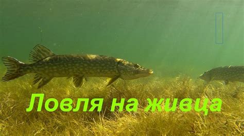 Ловля щуки на живца с берега Супер уловистая снасть Youtube