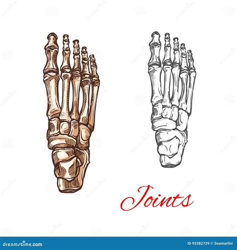 Vector Sketch Icon Of Human Foot Bones Or Joints Stock Vector