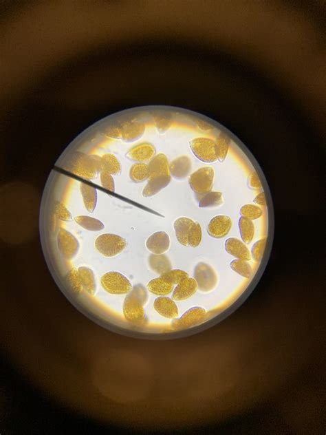 Brown Red Stringy Algae Dinos Reef2reef