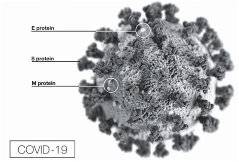 History Origin Spread And Virology Of Sars Cov 2 Oncohema Key