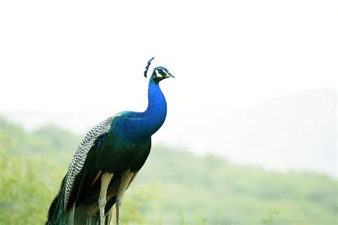 공작 새 깃털 Pixabay의 무료 사진 Pixabay